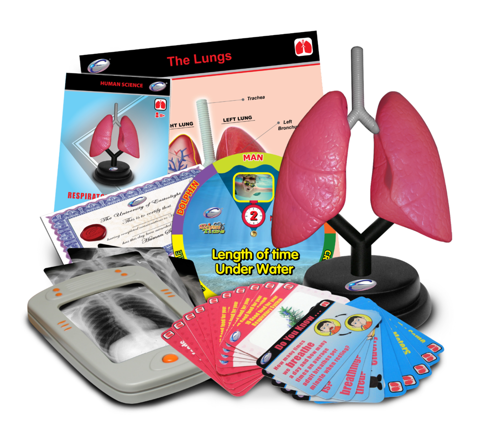 STEM Respiratory Human Lung Model Deluxe Set