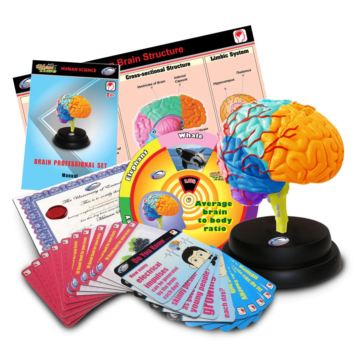 STEM Brain Professional Model Deluxe Set