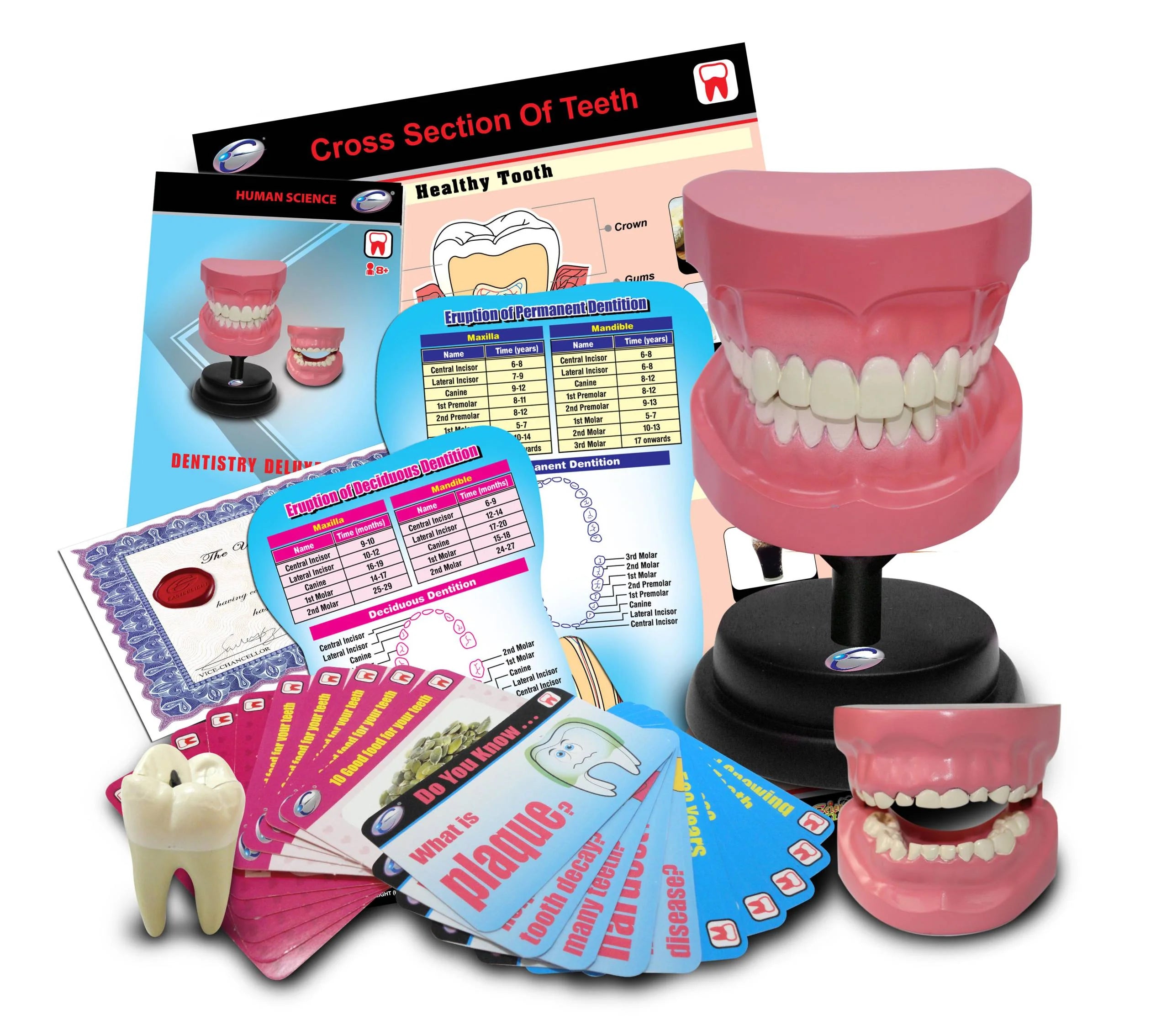 STEM Dental Teeth Model Deluxe Set