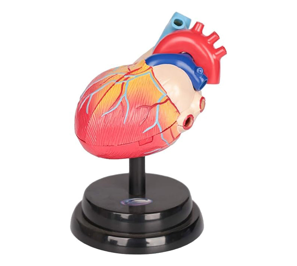 STEM Augmented Reality - Heart Cardiology Professional Model