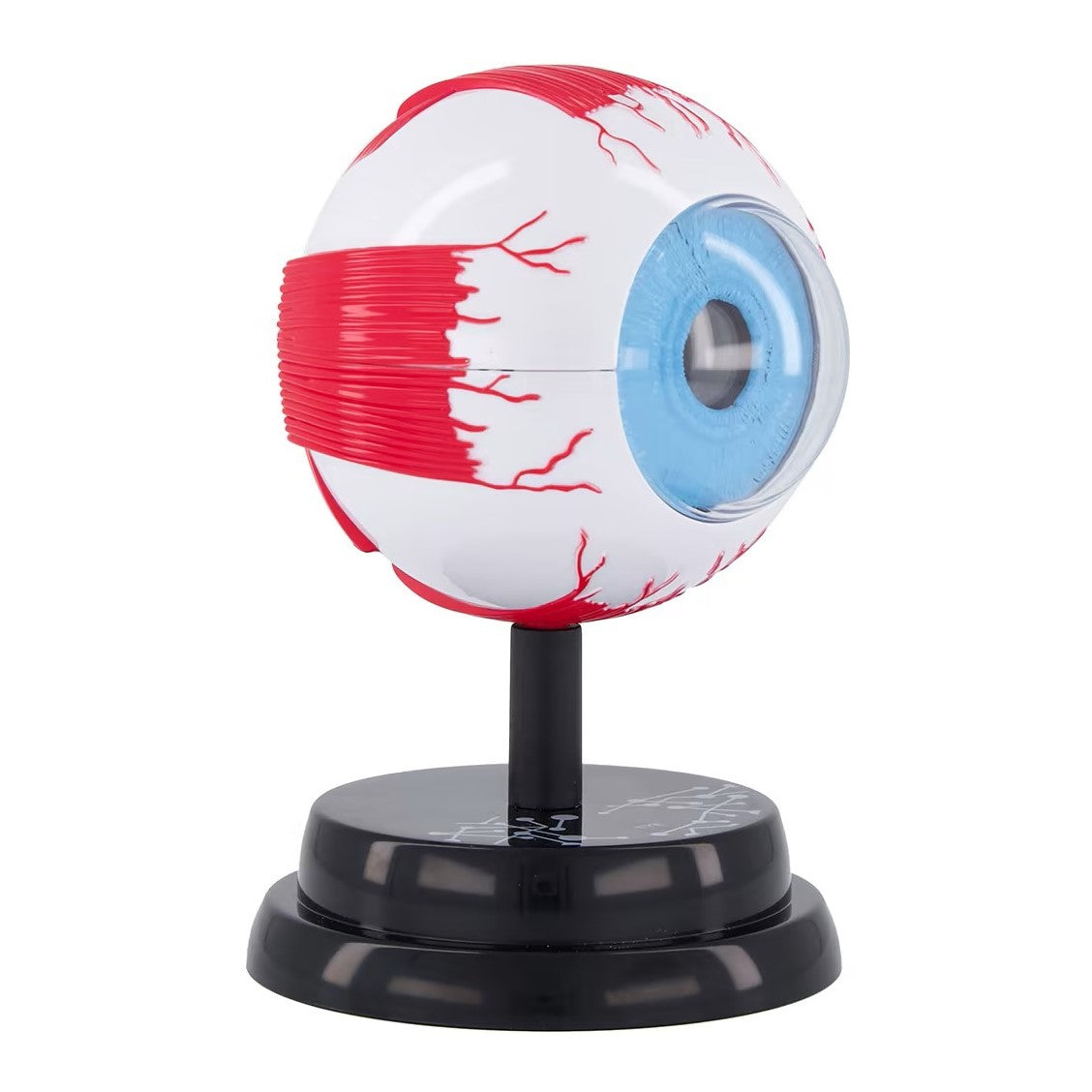 STEM Augmented Reality - Eye Ophthalmology Professional Model