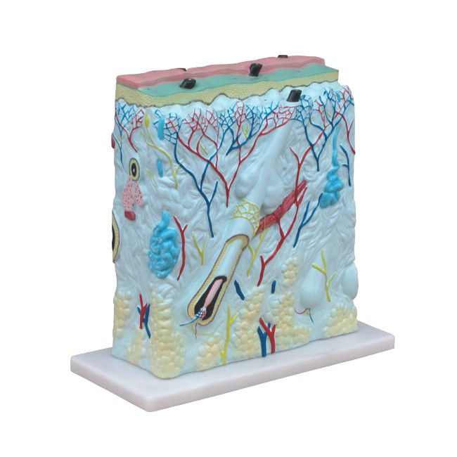 Enlarged Anatomical Skin Model