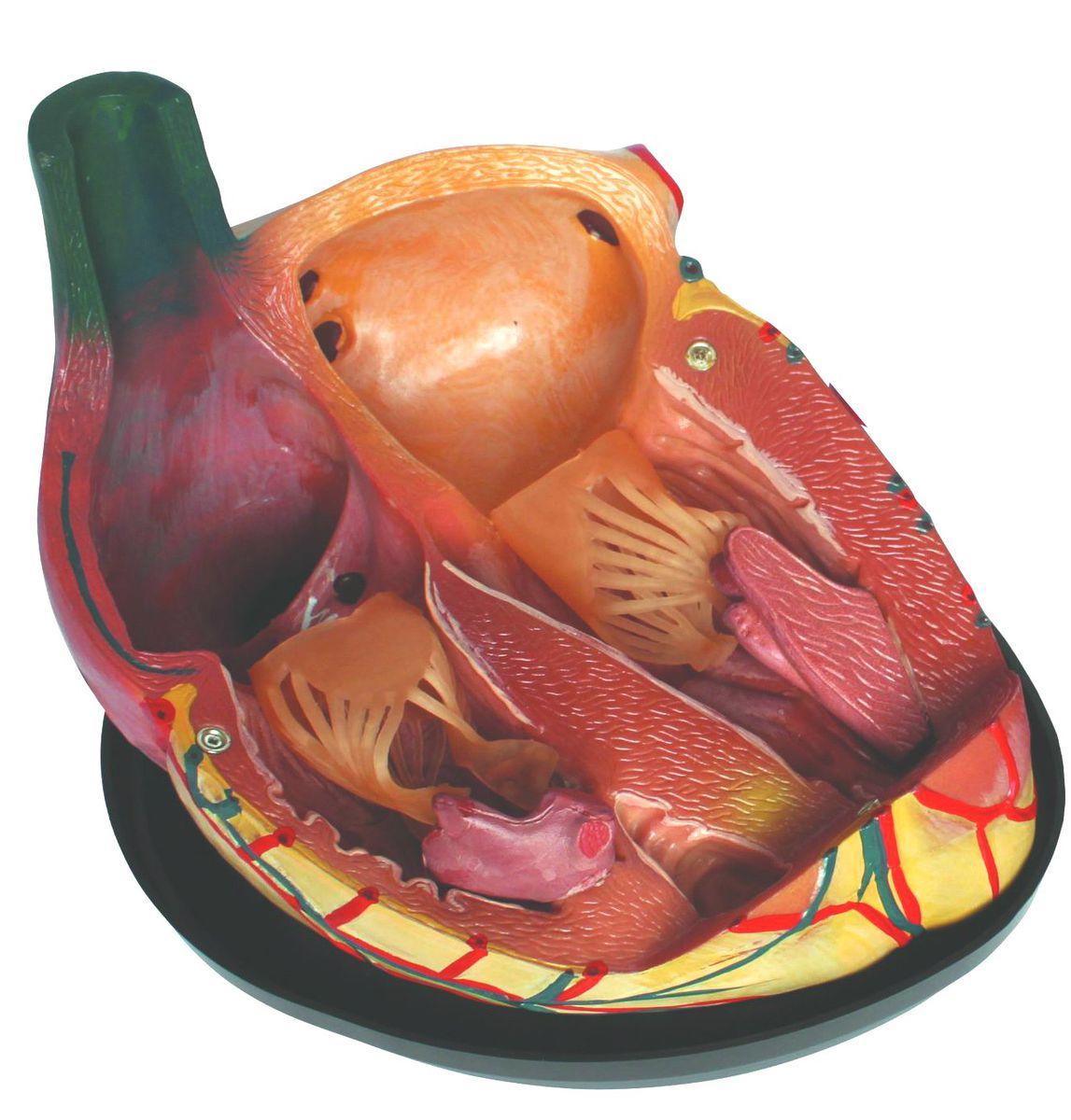 Anatomical Jumbo Heart Model
