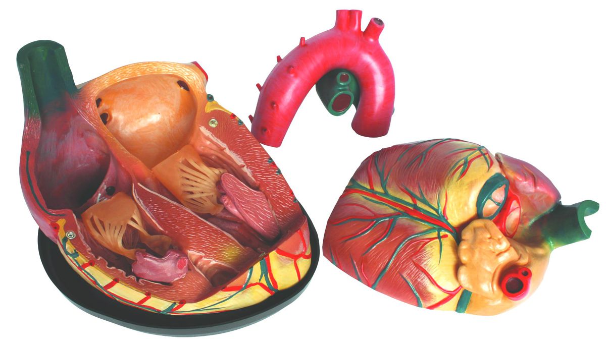 Anatomical Jumbo Heart Model
